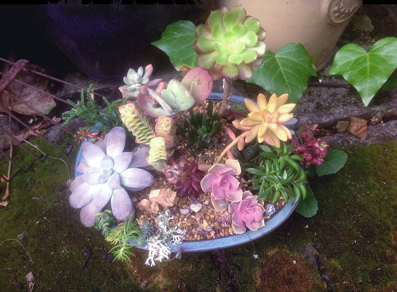 Hillcrest – Shere Open Gardens