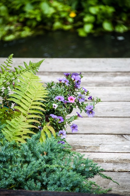 Stream Cottage – Shere Open Gardens